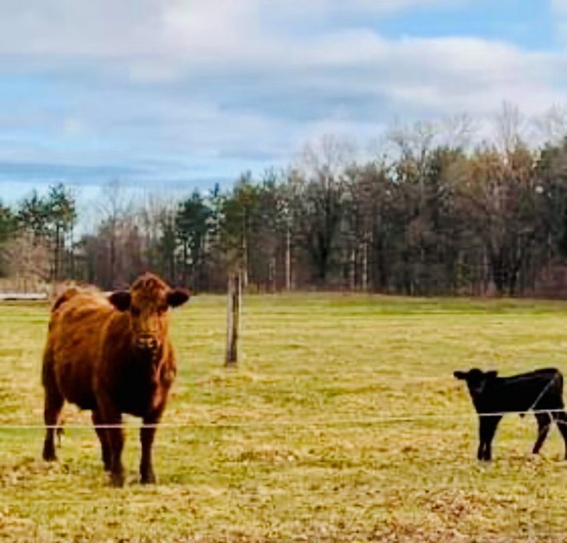 Beef-Cows – Town of Bergen