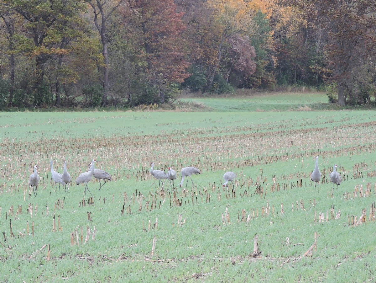 Image Gallery - Town of Dane, Dane County, Wisconsin