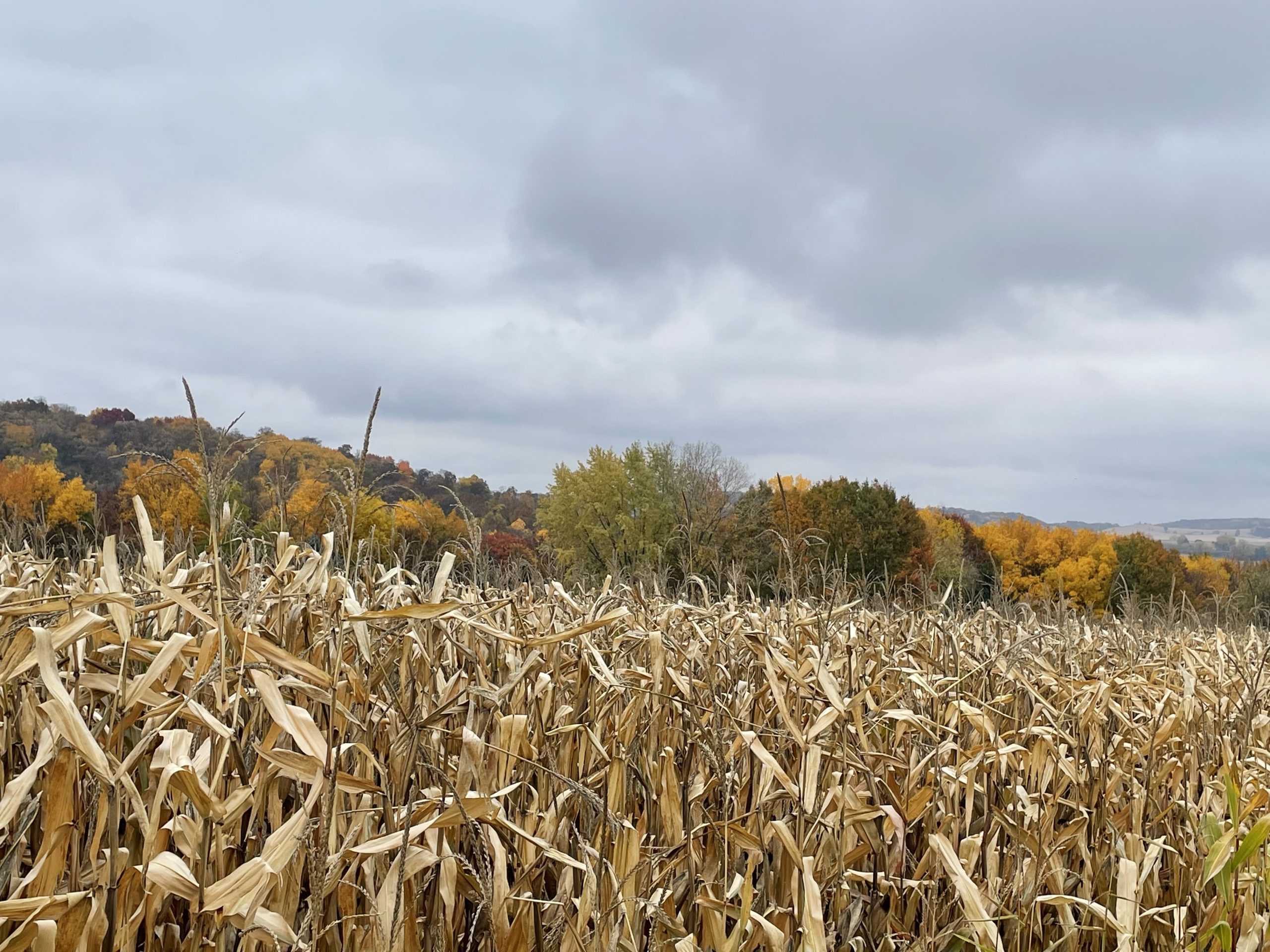 The Town of Dane is looking for pictures for our Image Gallery - Town ...