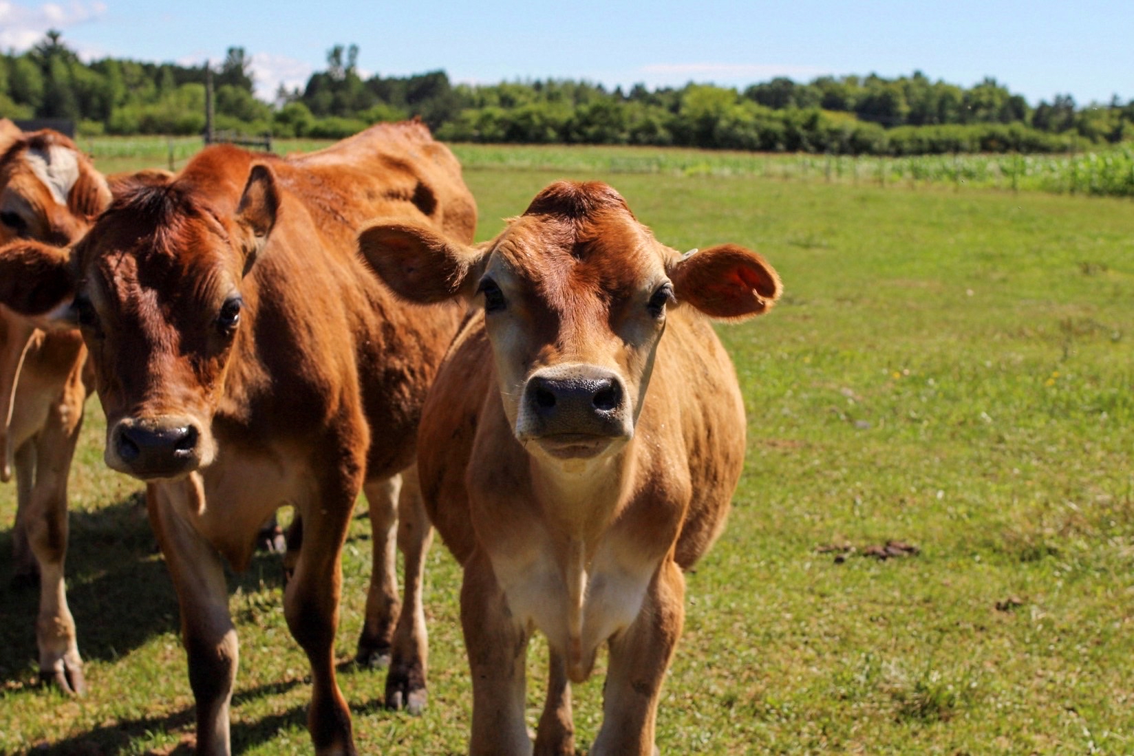 Home - Town of Russell