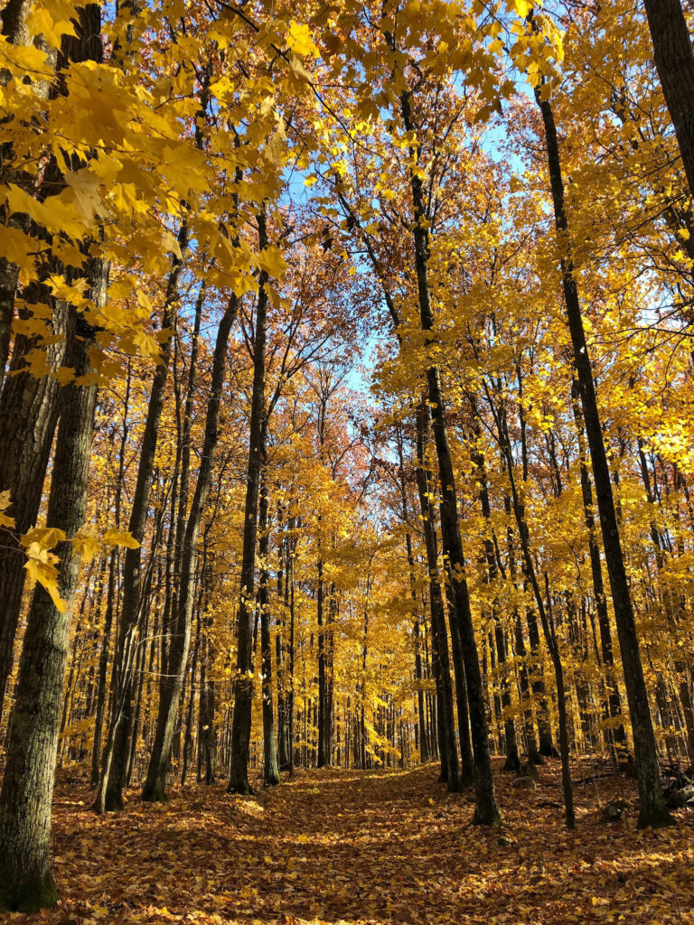 Gallery - Town of Spider Lake