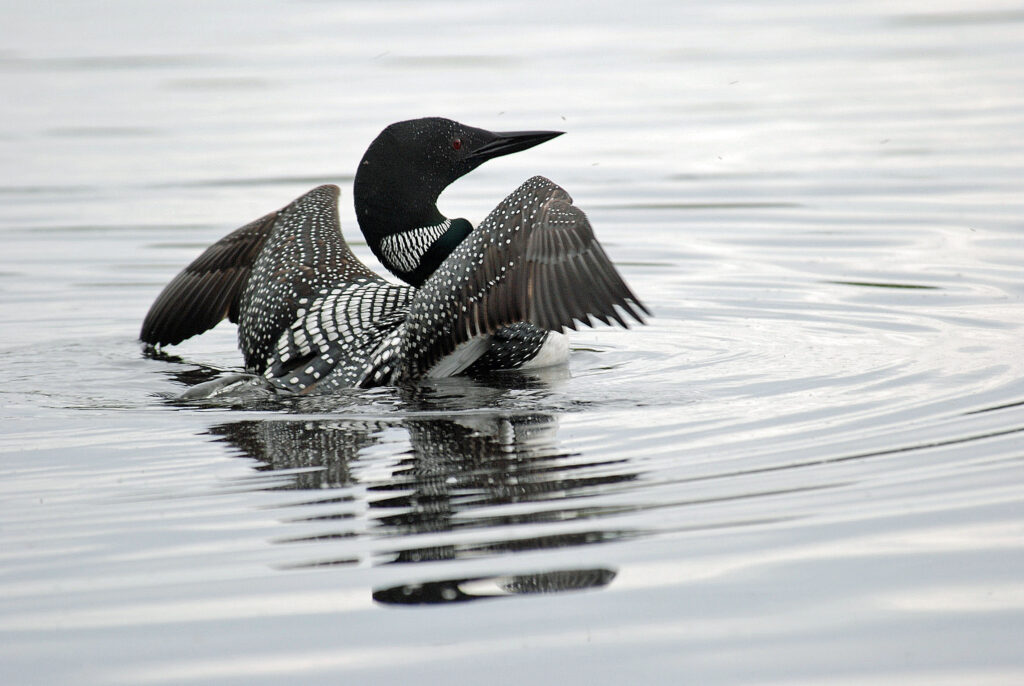 Gallery - Town of Spider Lake