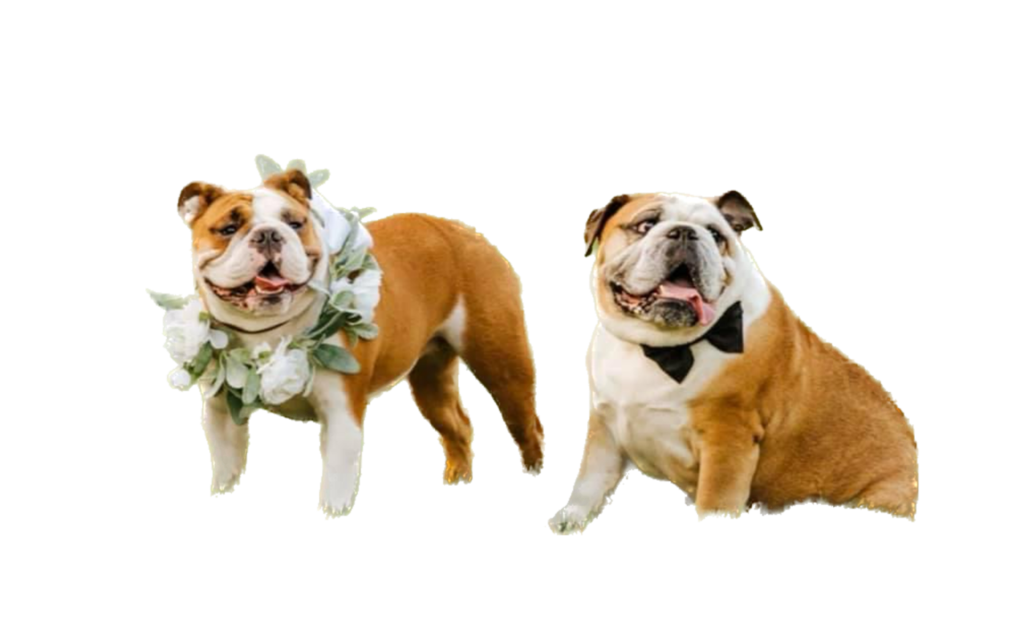 Dog Licenses – Town of Windsor Locks, Connecticut