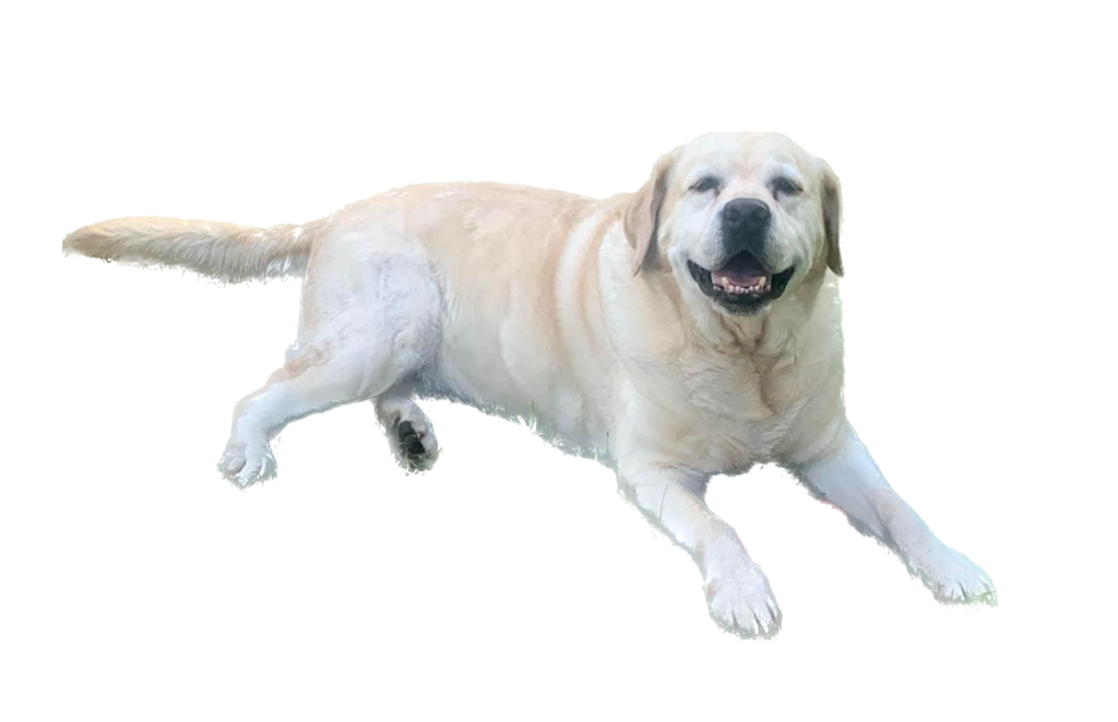 Dog Licenses – Town of Windsor Locks, Connecticut
