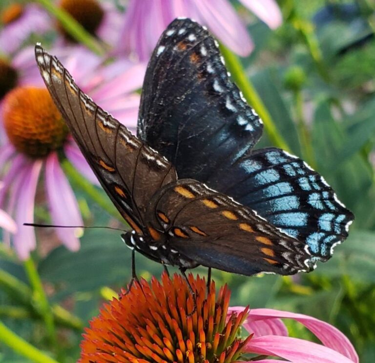 Village of Rochester, Racine County, Wisconsin – Official Website of ...