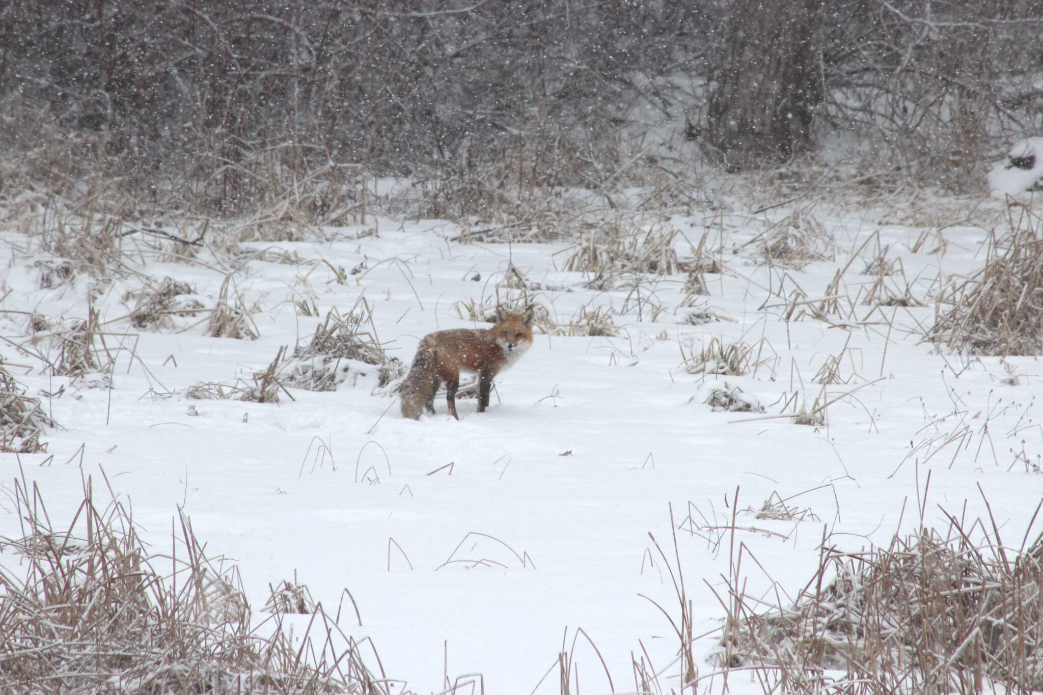 Village of Rochester, Racine County, Wisconsin – Official Website of ...