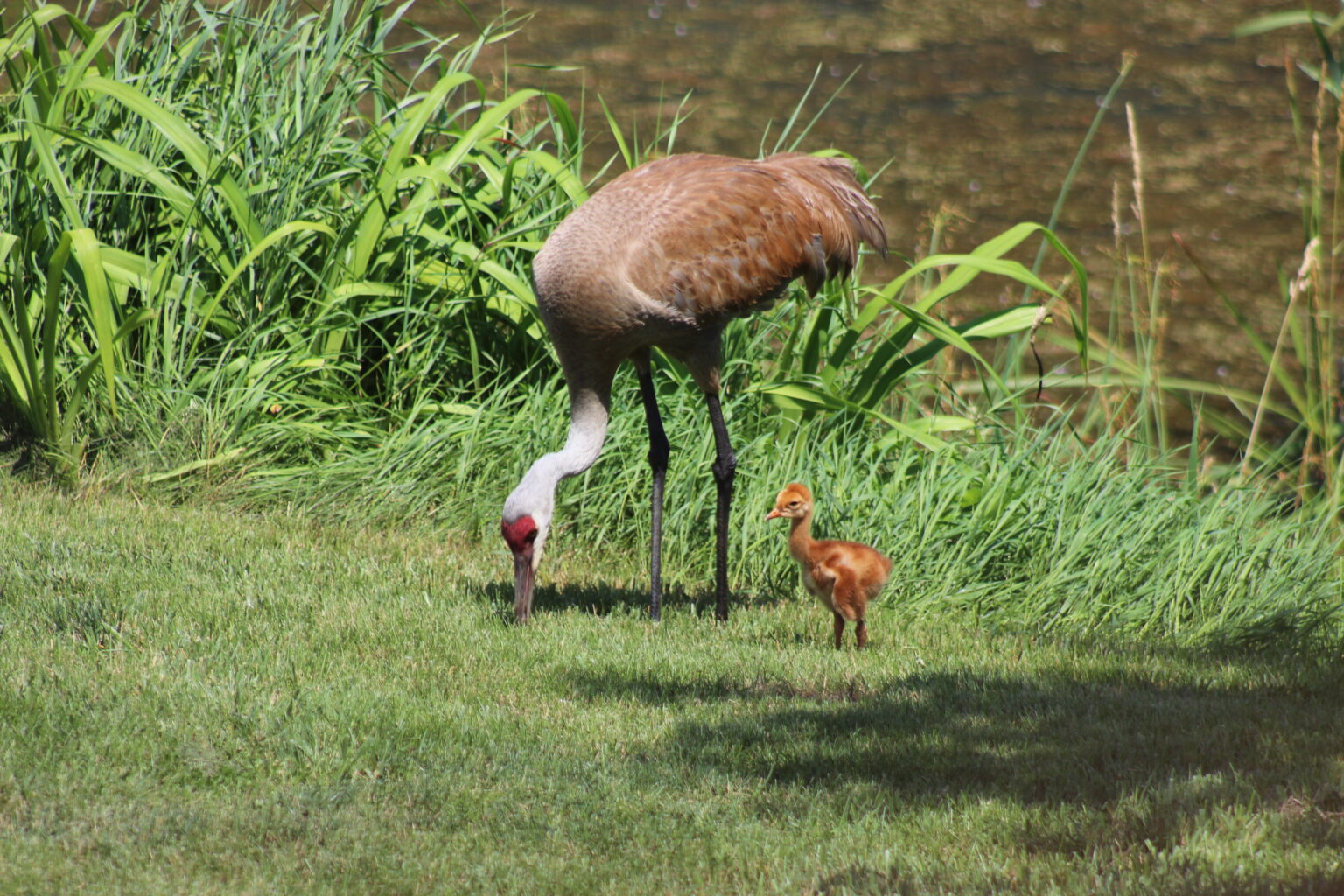 Village of Rochester, Racine County, Wisconsin – Official Website of ...