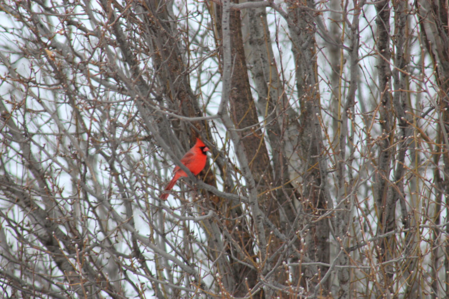 Village of Rochester, Racine County, Wisconsin – Official Website of ...